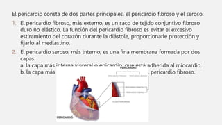 Aparato cardiovascular, anatomía y fisiolagia.pptx