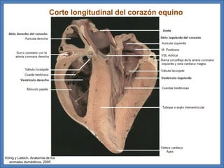 presentación Aparato cardiovascular ppt.pdf