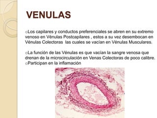 Aparato ciculatorio histologia | PPTX