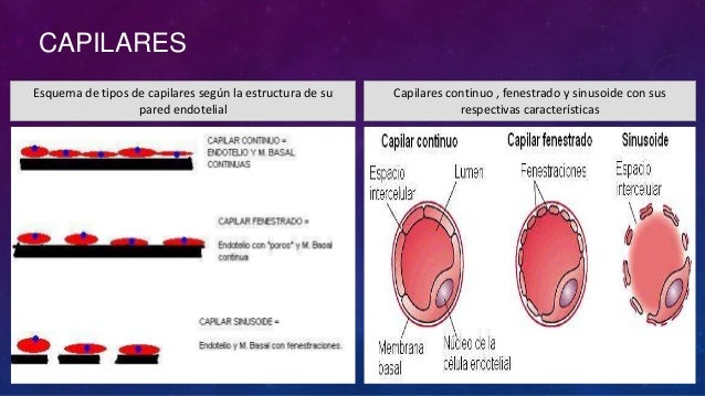 Histología Vascular (leeson)