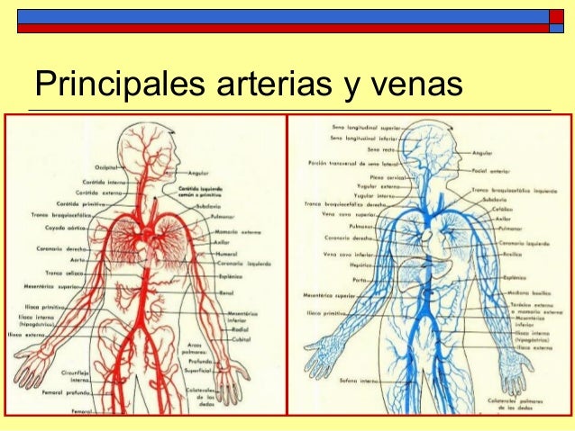 Venas Del Cuerpo Humano