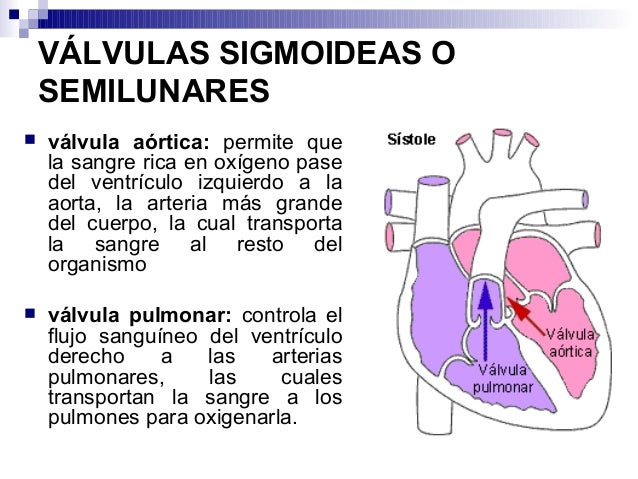 Aparato circulatorio