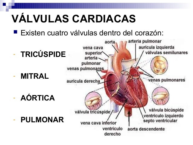 Aparato circulatorio