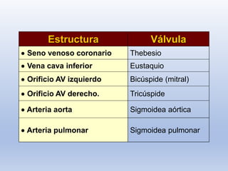 Aparato circulatorio del cuerpo humano - Medicina Humana | PPTX