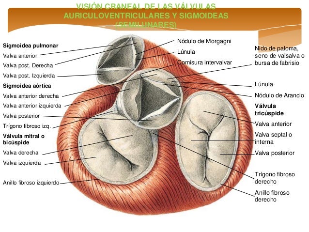 Aparato circulatorio(corazon)