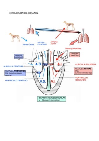 Introducción al Aparato circulatorio (sistema cardiovascular ...