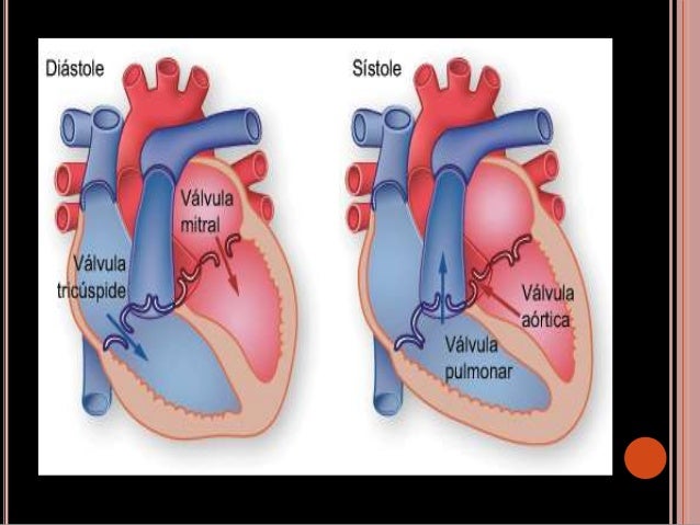 APARATO CARDIOVASCULAR