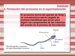Aparato de golgi | PDF