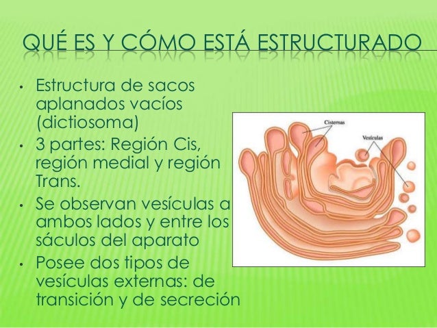 Aparato De Golgi Qu Es Caractersticas Estructura