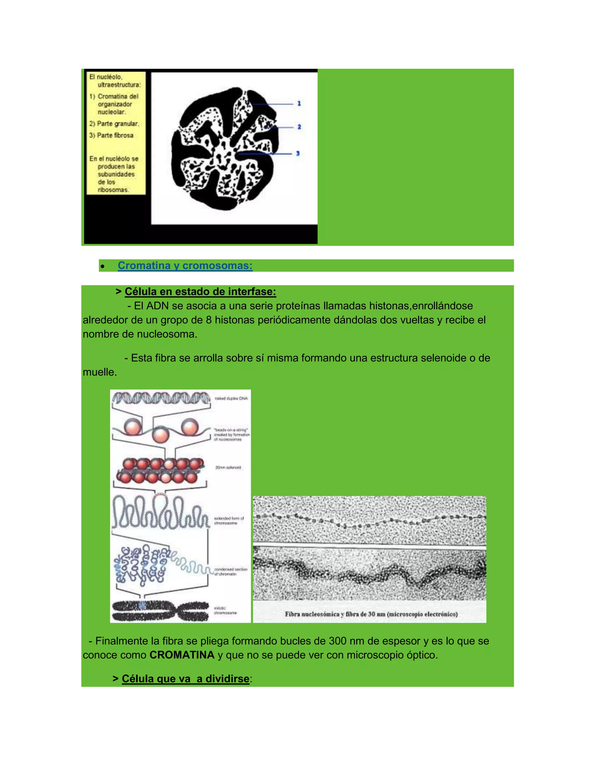 Aparato de golgi | DOCX