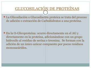 Aparato de golgi Funciones y estructura | PPT