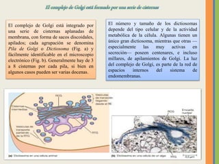 Aparato de Golgi | PPTX