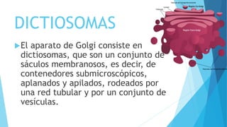 Aparato de golgi | PPTX