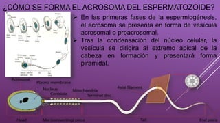 Aparato de Golgi.pptx