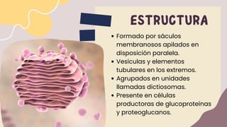 Aparato de golgi presentación del golgi. | PDF | Endocrine and ...