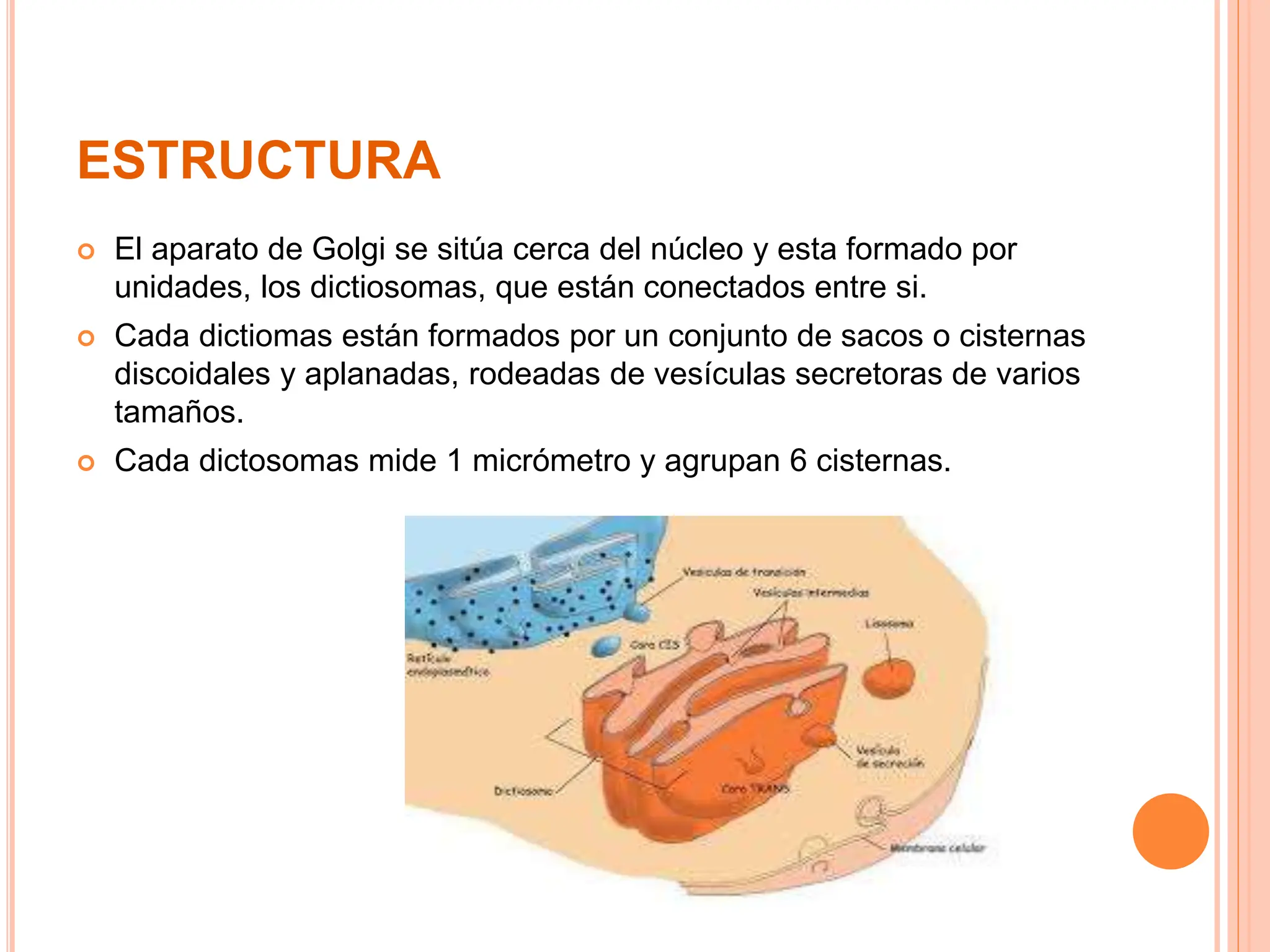 APARATO DE GOLGI........................ | PPTX