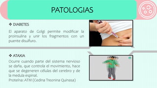 APARATO DE GOLGI | PPTX