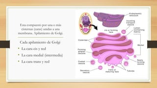 APARATO DE GOLGI, ENDOCITOSIS. GARTNER.pptx