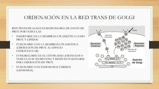 APARATO DE GOLGI, ENDOCITOSIS. GARTNER.pptx