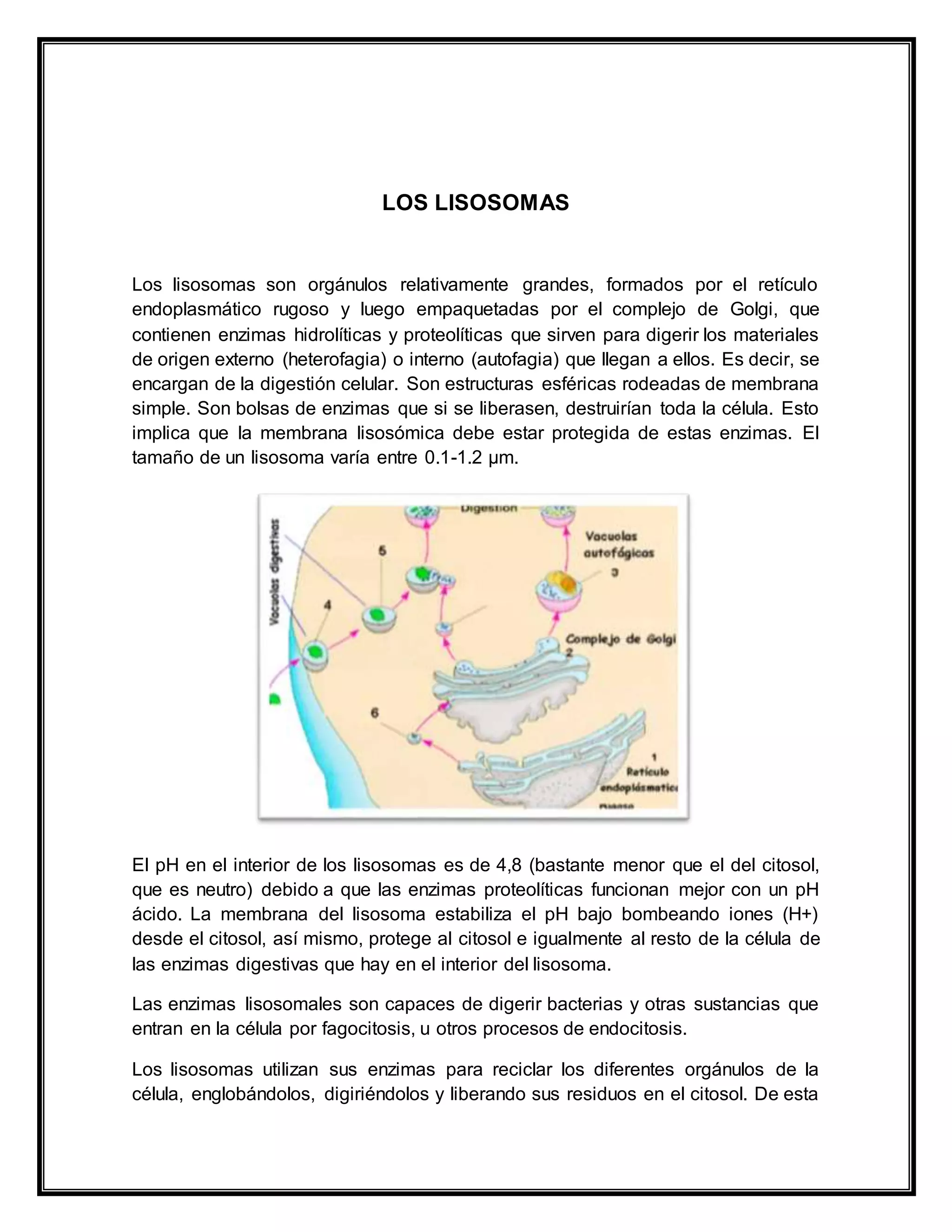 Aparato de golgi, lisosomas | DOCX