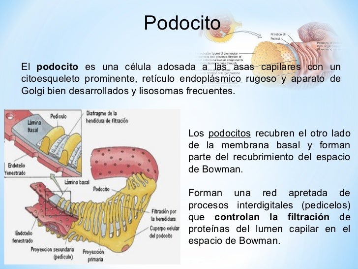 Aparato de golgi, podocitos y erc