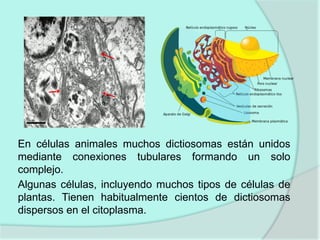 Funcionamiento del aparato de Golgi.pptx