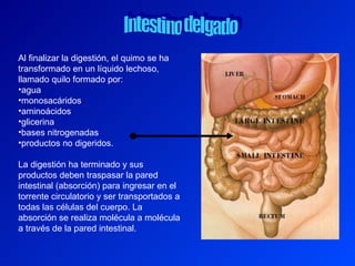aparato digestivo | PPT