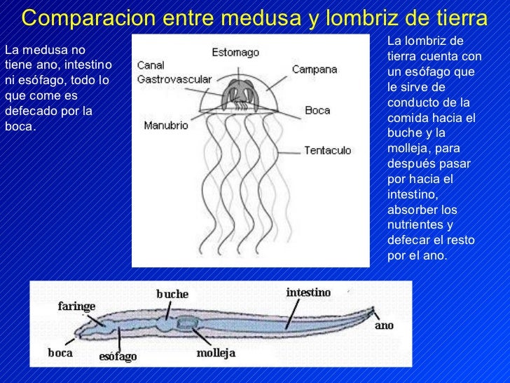 Partes Del Cuerpo De La Medusa