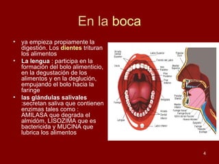 Aparato digestivo | PPT
