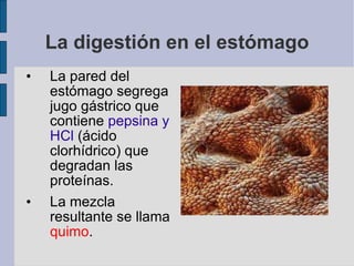 Aparato digestivo | PPT