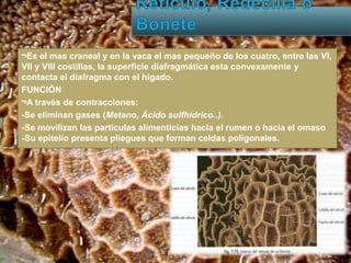 Aparato Digestivo Piligastricos, Rumia y Estomago de los Pre Rumiantes ...