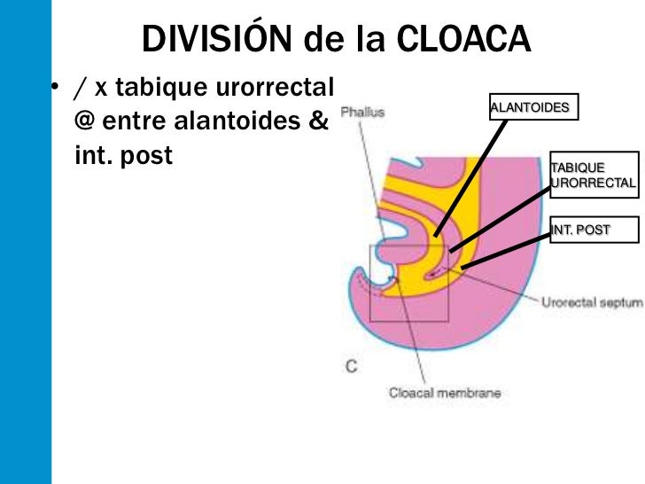 Division Of The Cloaca And Differentiation Of The Female
