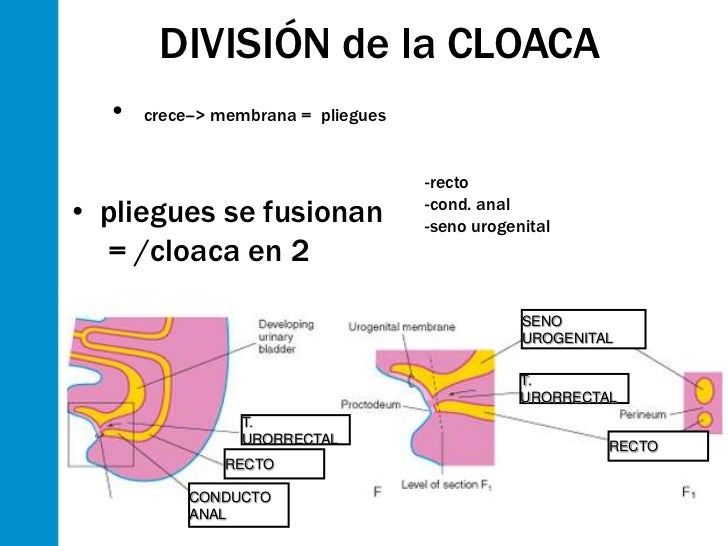 Division Of The Cloaca And Differentiation Of The Female