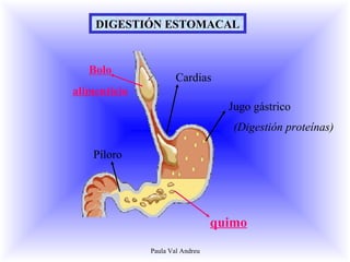 Aparato digestivo | PPT