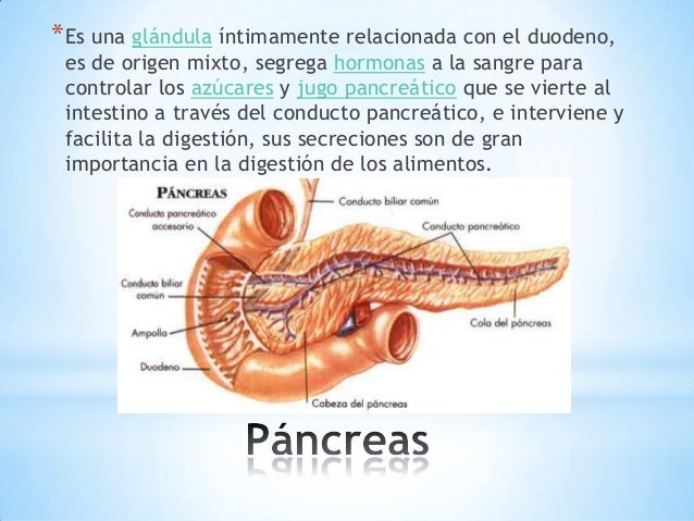 Aparato digestivo por Jessica Quinchiguango