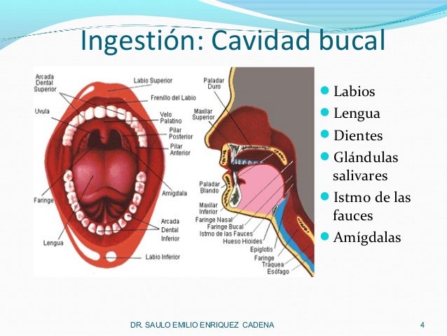 Itsmo de las fauces - Imagui