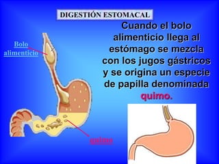 Aparato digestivo | PPTX