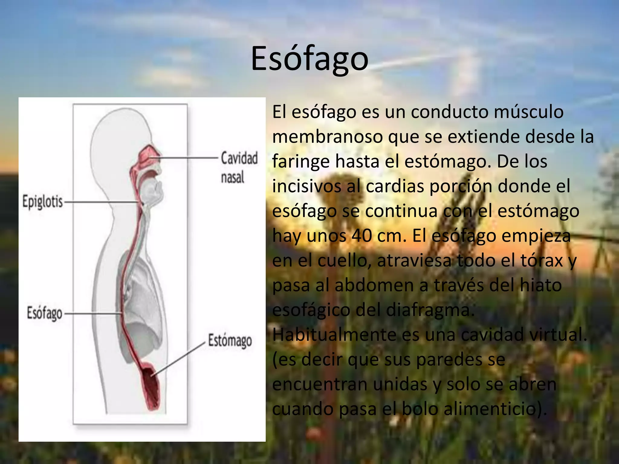 Aparato Digestivo | PPTX