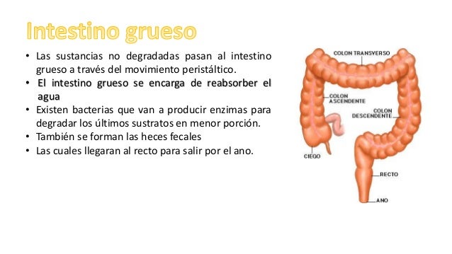 Como Se Forman Las Heces Fecales - churif