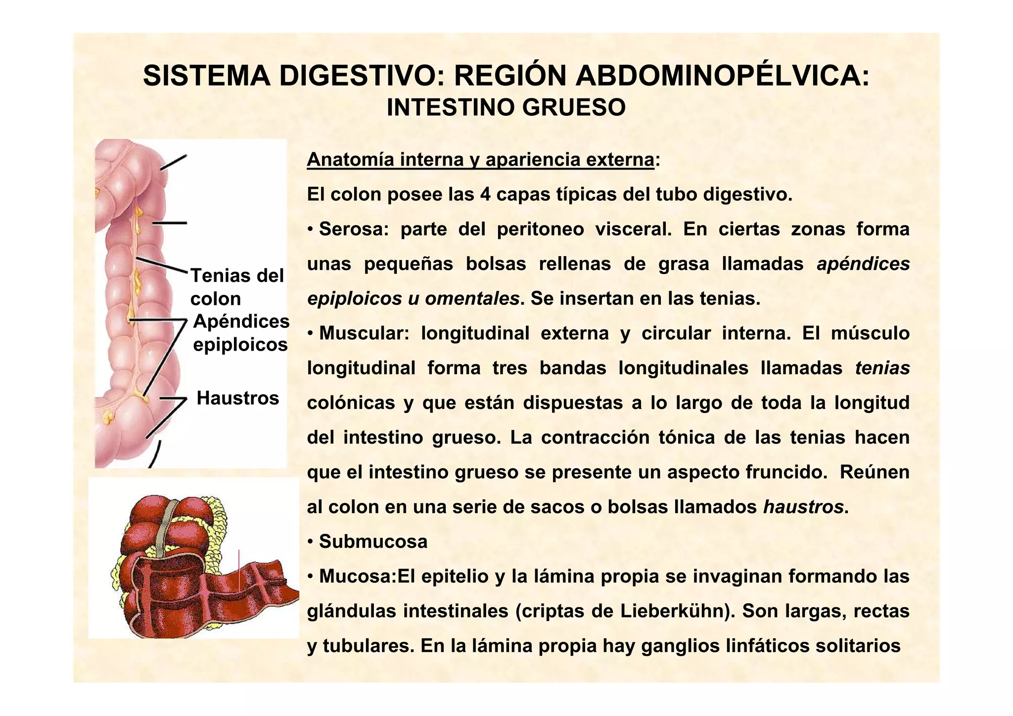 Aparato digestivo | PDF