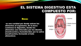 SISTEMA DIGESTIVO | PPTX