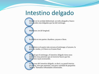 Aparato digestivo | PPTX