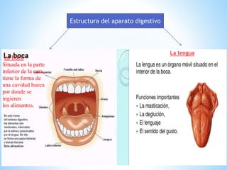 Aparato digestivo | PPTX