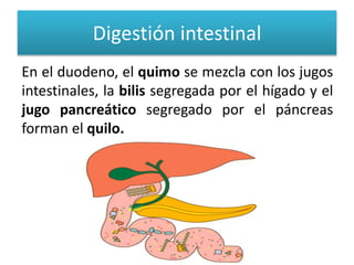 El Aparato digestivo del ser humano. | PPT