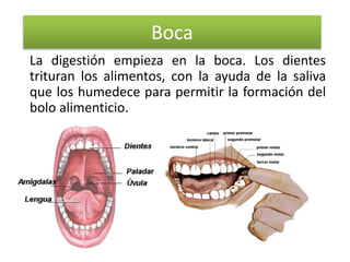 El Aparato digestivo del ser humano. | PPTX