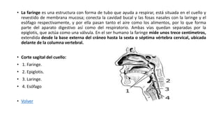 Aparato digestivo | PPTX