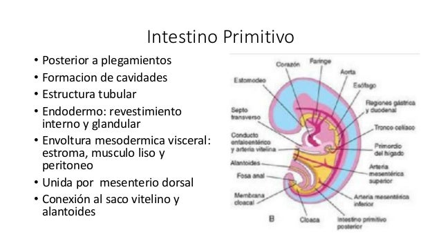 Desenvolvimento Do Intestino Primitivo Venice Embriologia Comparada By