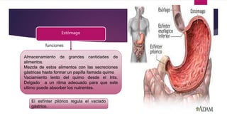 APARATO DIGESTIVO | PPTX
