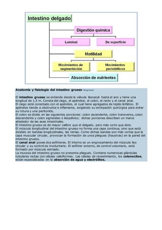 Aparato digestivo | DOCX