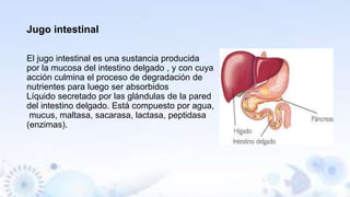 Aparato digestivo | PPTX